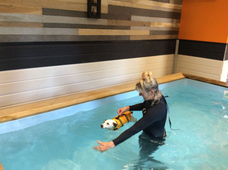 Hydrotherapy for Dogs - Doggy & Moggy Holidays