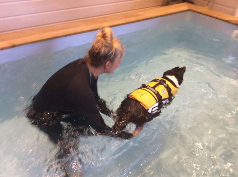 Hydrotherapy For Dogs & Cats - Doggy & Moggy Holidays